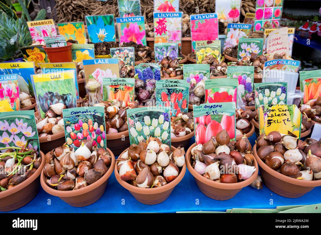 The view of different tulip and other flowers bulbs at the Egyptiam ...