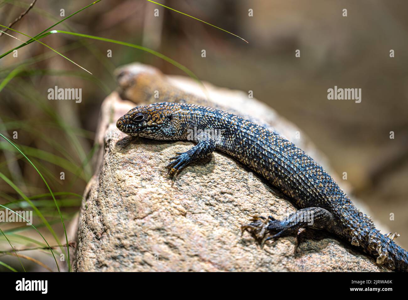 Cunningham's Spiny-tailed Skink (Egernia cunninghami Stock Photo - Alamy