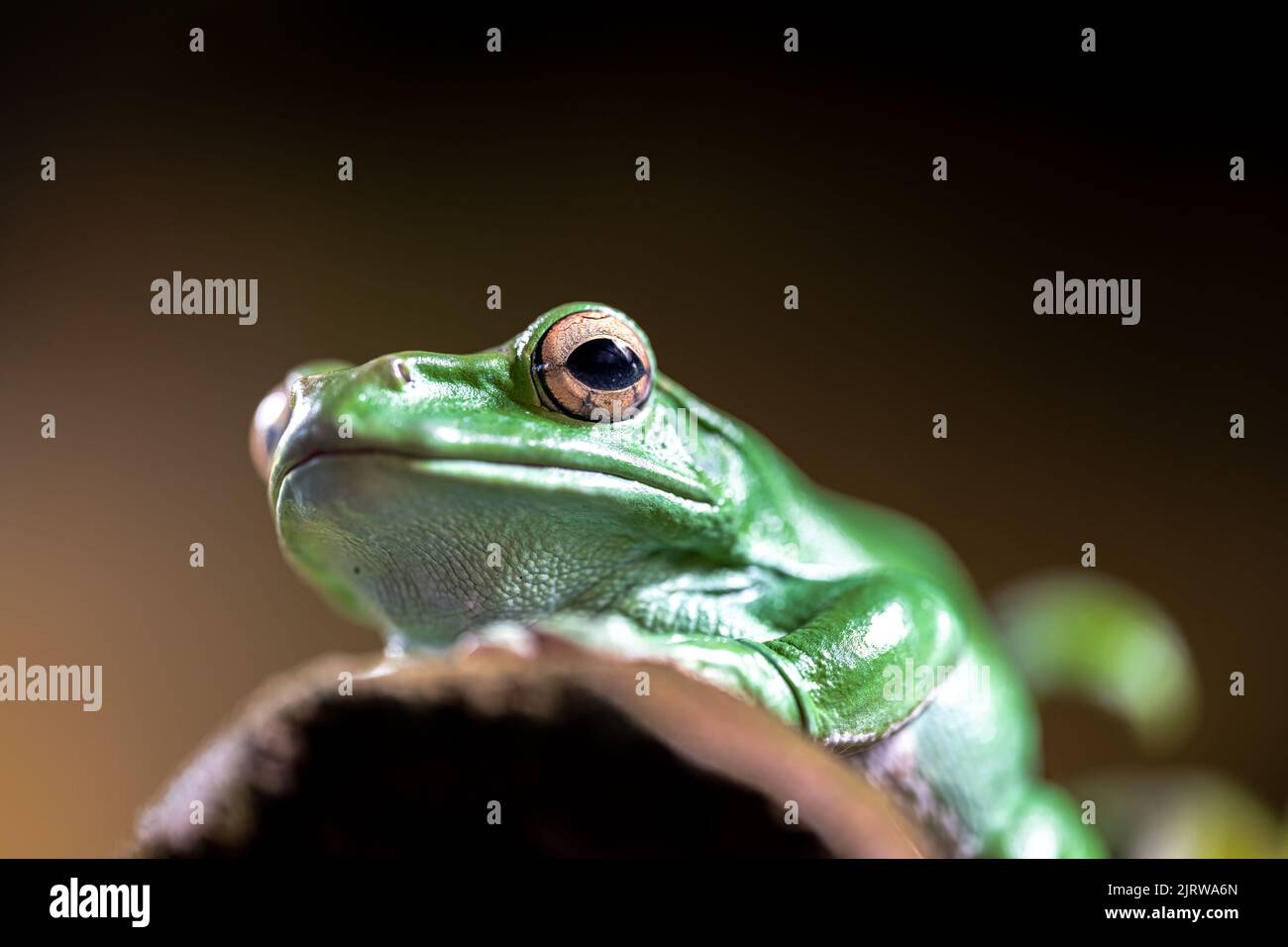 Chinese Flying or Gliding Frog (Zhangixalus dennysi Stock Photo - Alamy