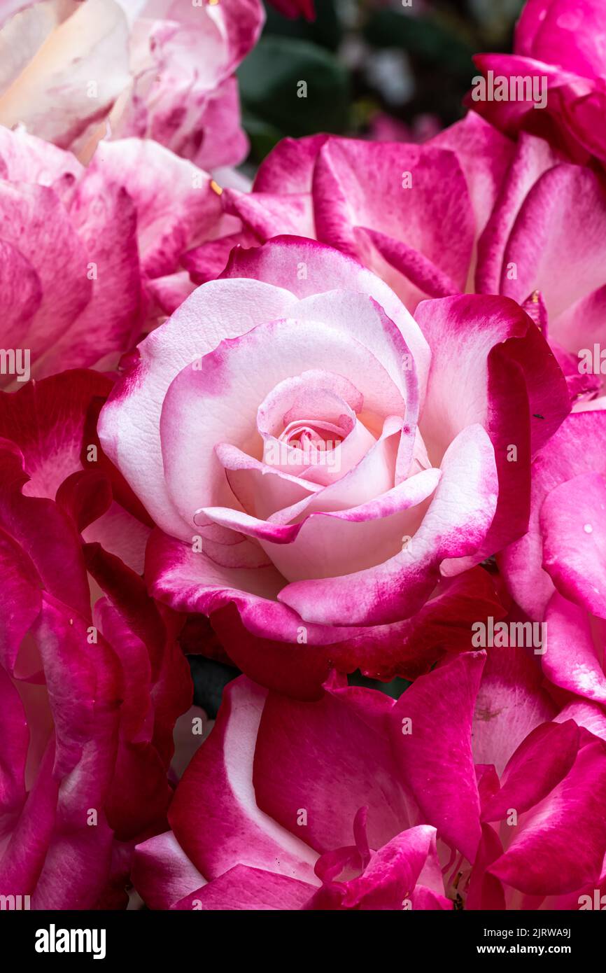 Flowers of ‘Candy Cane Cocktail’ Floribunda Rose Stock Photo - Alamy