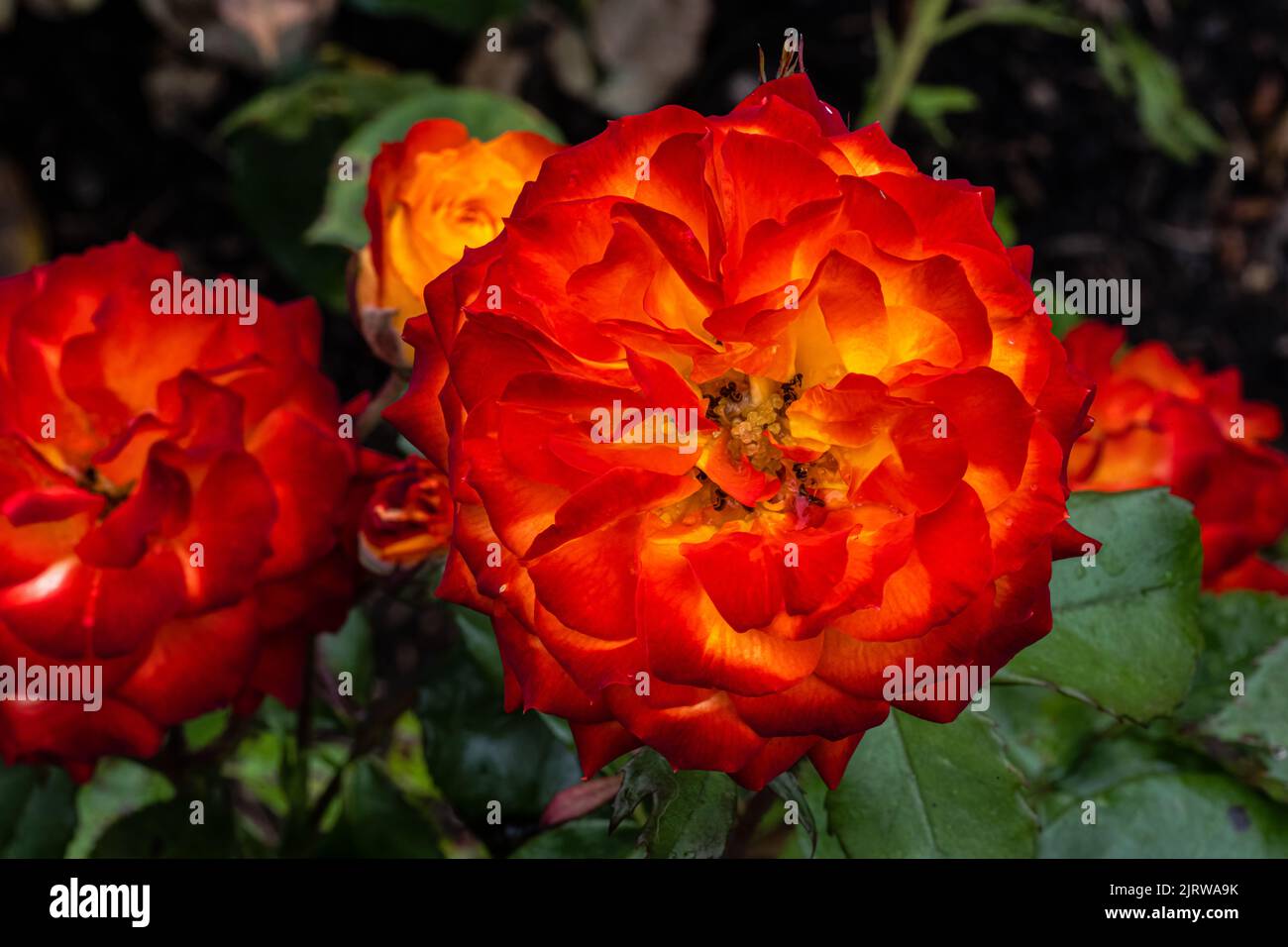 Charisma rose hi-res stock photography and images - Alamy