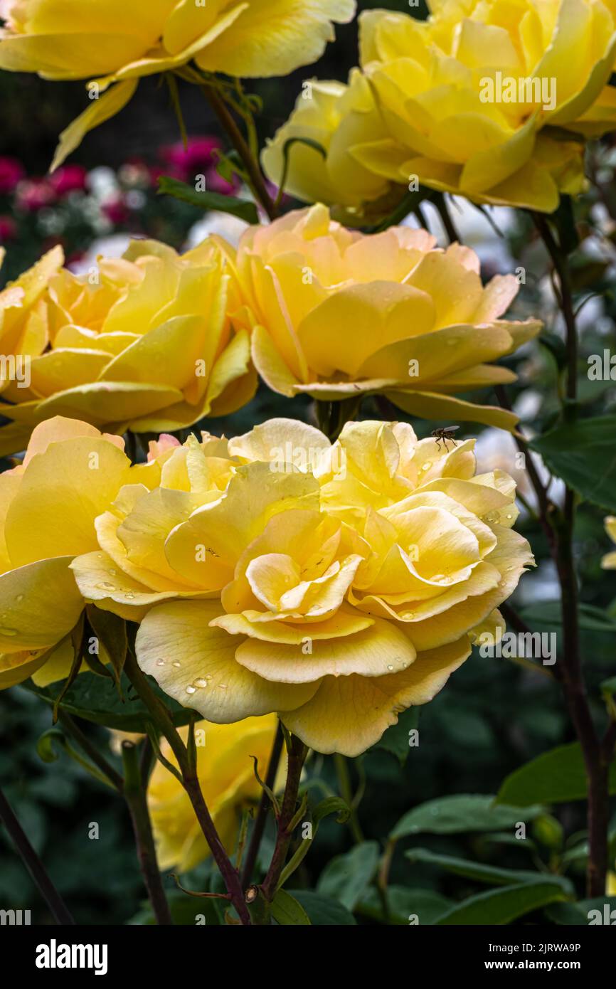 Flowers of ‘Ch-Ching!’ Grandiflora Rose Stock Photo - Alamy