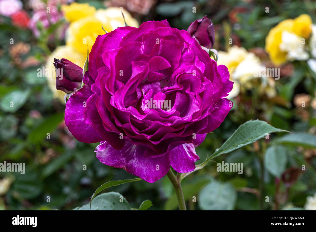 Purple Flower of a ‘Centennial’ Rose Stock Photo - Alamy