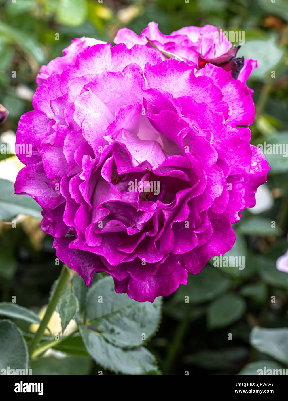 Purple Flower of a ‘Centennial’ Rose Stock Photo - Alamy