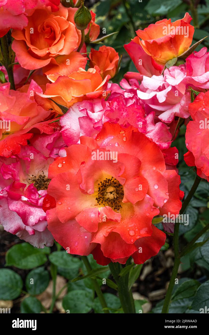 Red Flowers of ‘Cathedral’ Rose Stock Photo - Alamy