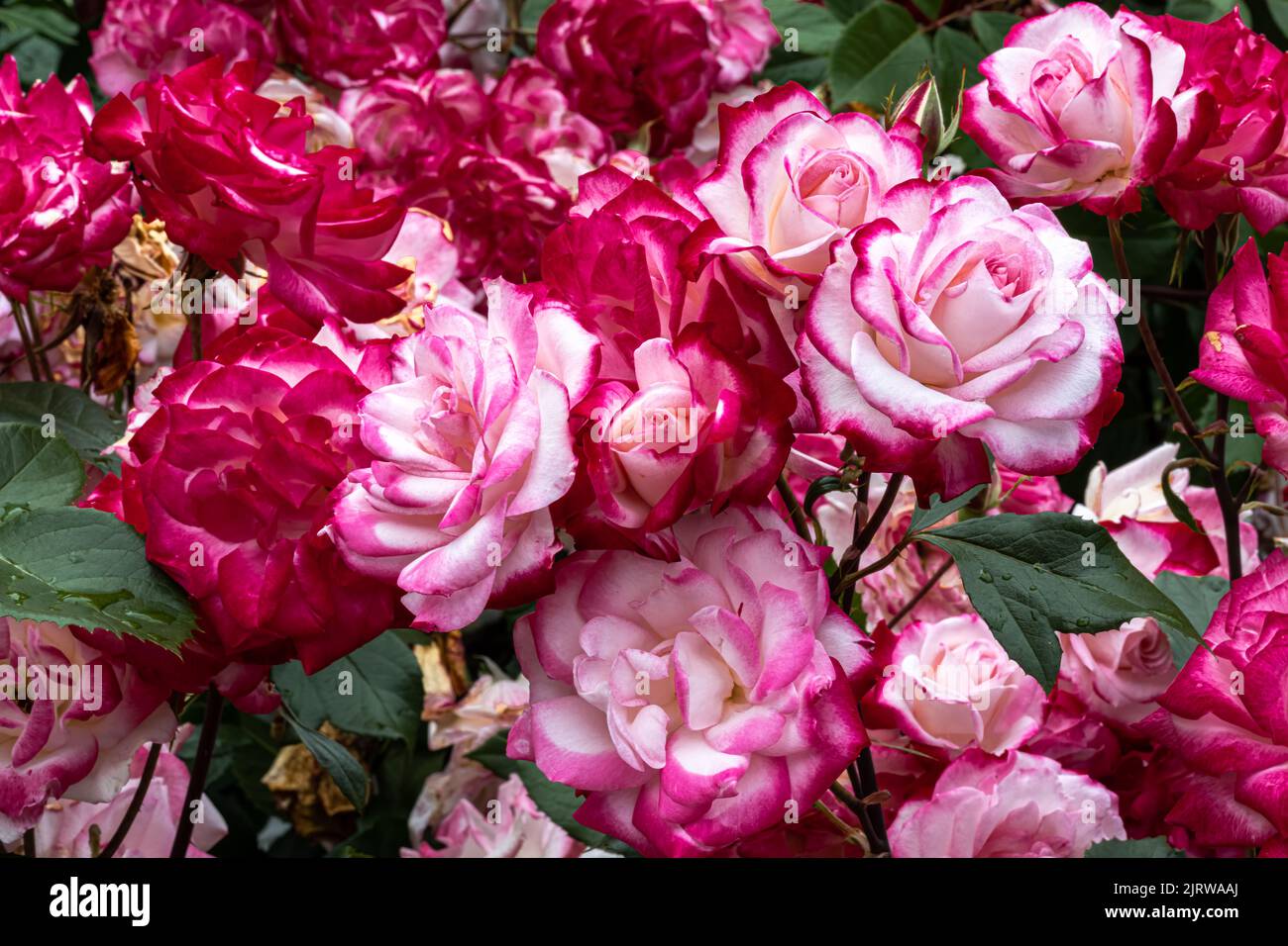 Candy cane flowers hi-res stock photography and images - Alamy