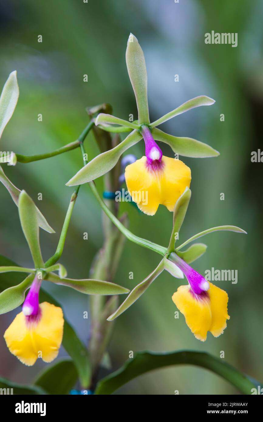 Closeup of one of the beautiful Colombian orchids Stock Photo - Alamy