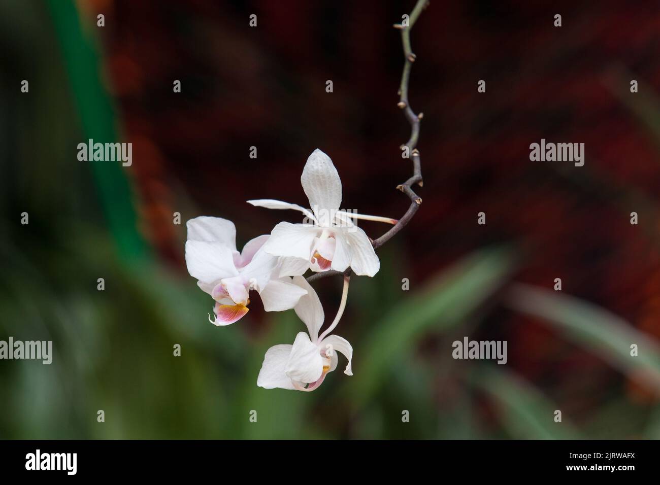Closeup of one of the beautiful Colombian orchids Stock Photo - Alamy