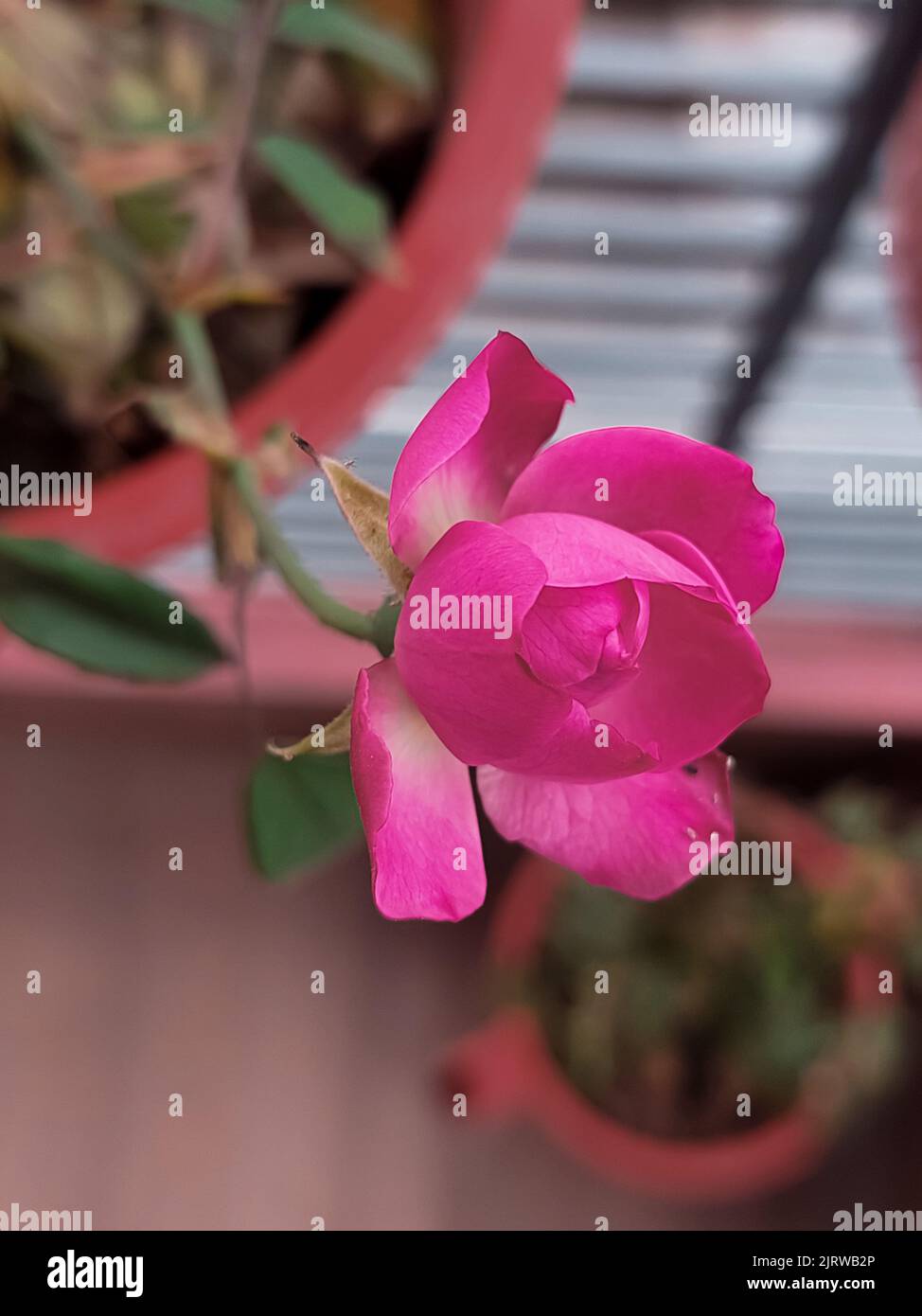 Pink rose in pot soil of urban home Stock Photo - Alamy