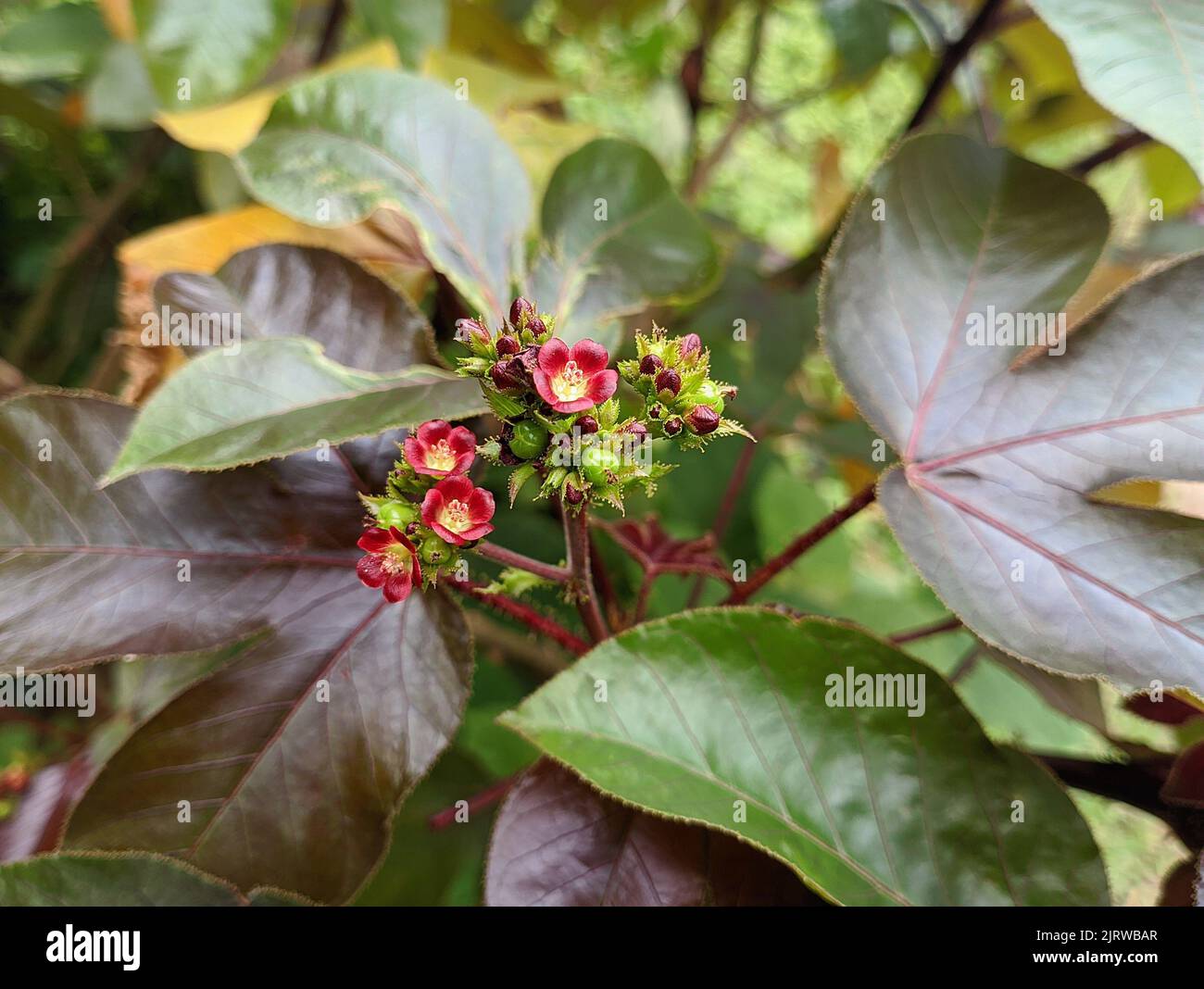 Bellyache bush jatropha gossypiifolia hi-res stock photography and ...