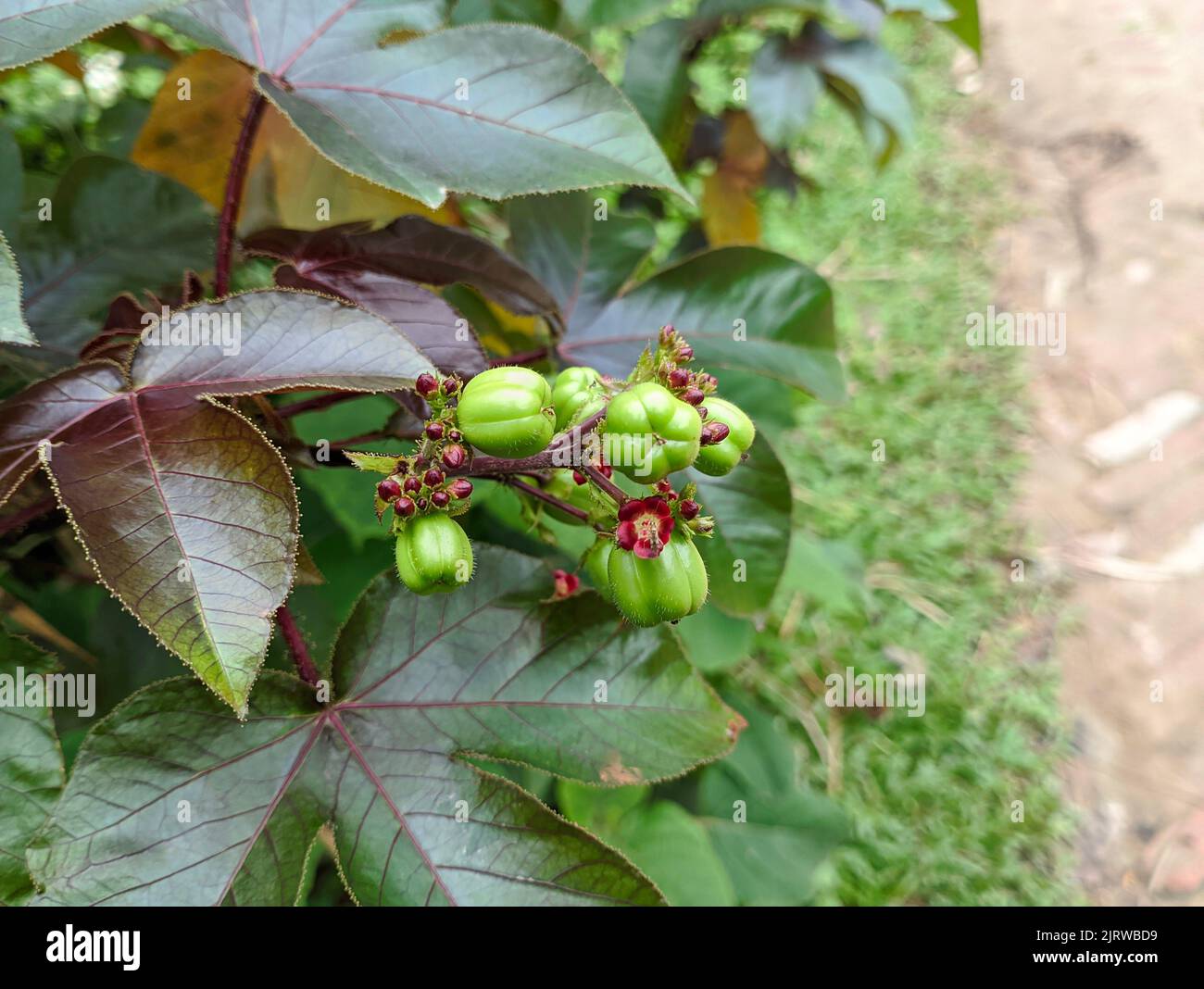 Bellyache bush jatropha gossypiifolia hi-res stock photography and ...