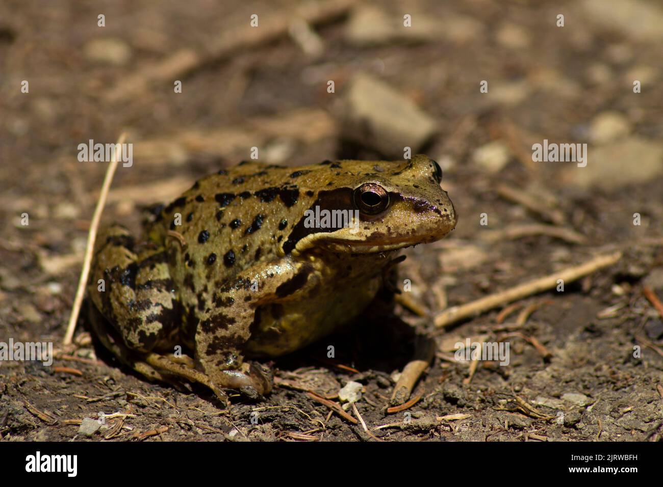 Toad mountain hi-res stock photography and images - Alamy