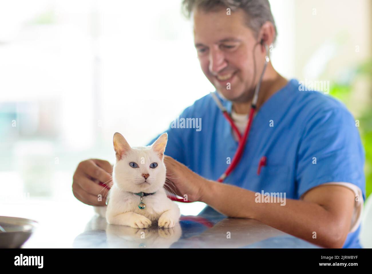 Vet examining dog and cat. Puppy and kitten at veterinarian doctor ...