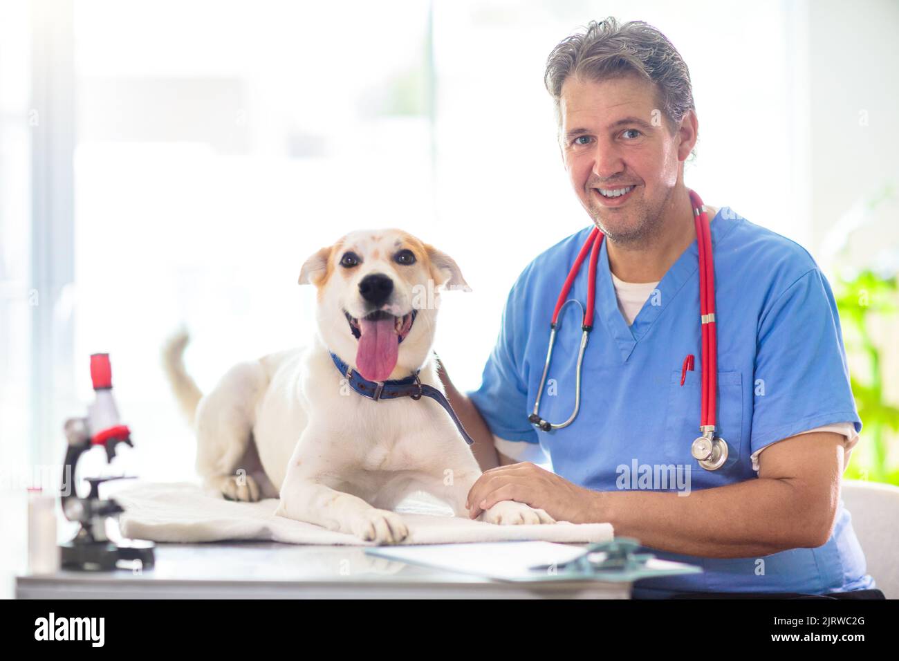 Vet examining dog and cat. Puppy and kitten at veterinarian doctor ...