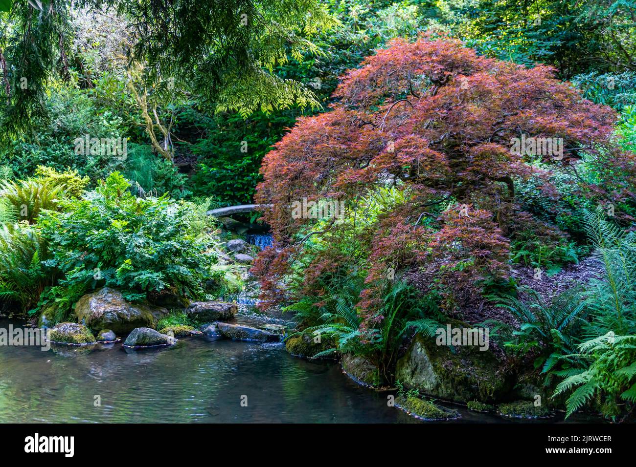 Plants, stream and pond in a garden in Seattle, Washington Stock Photo ...