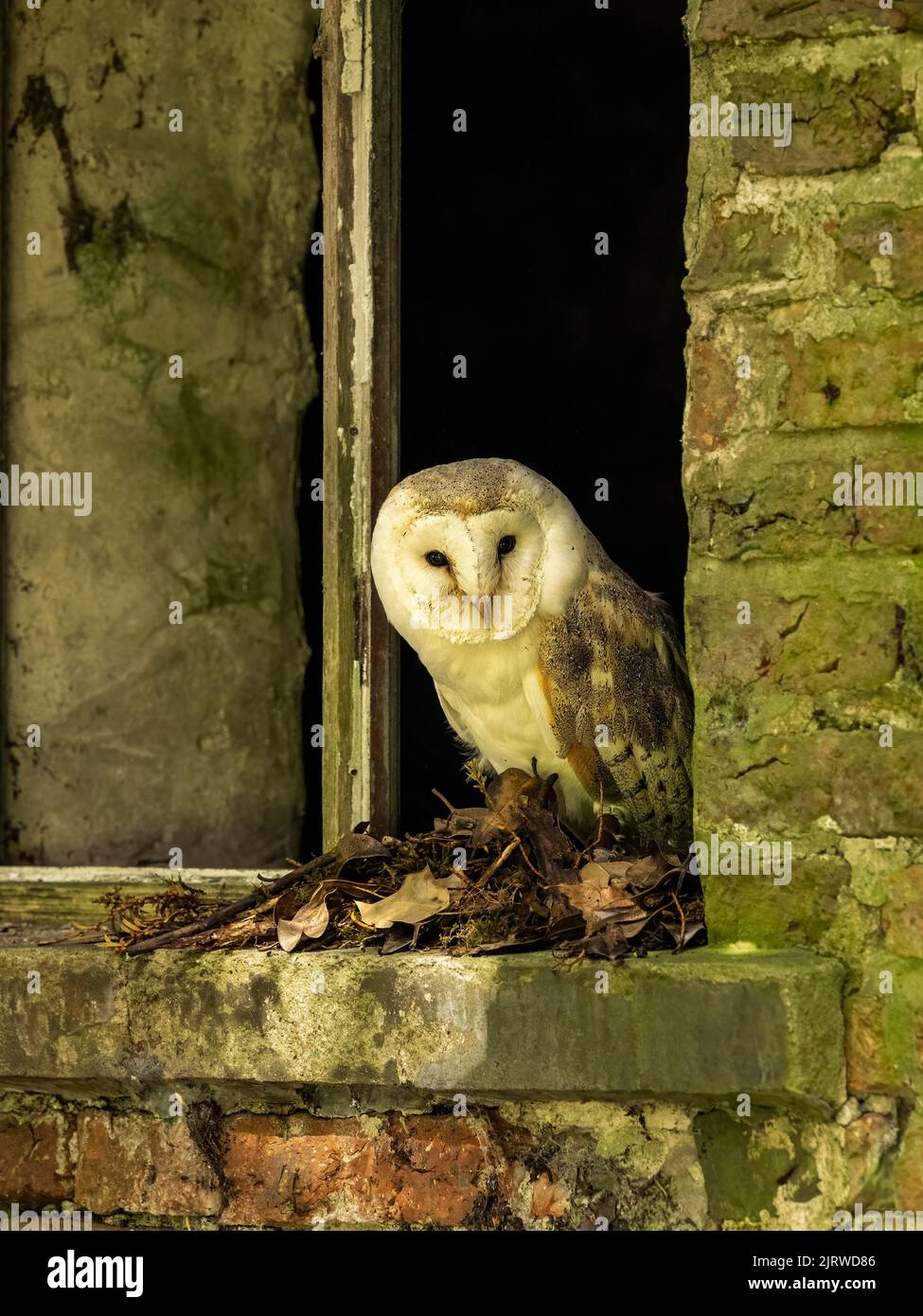 Barn Owl perched in broken barn window Stock Photo - Alamy