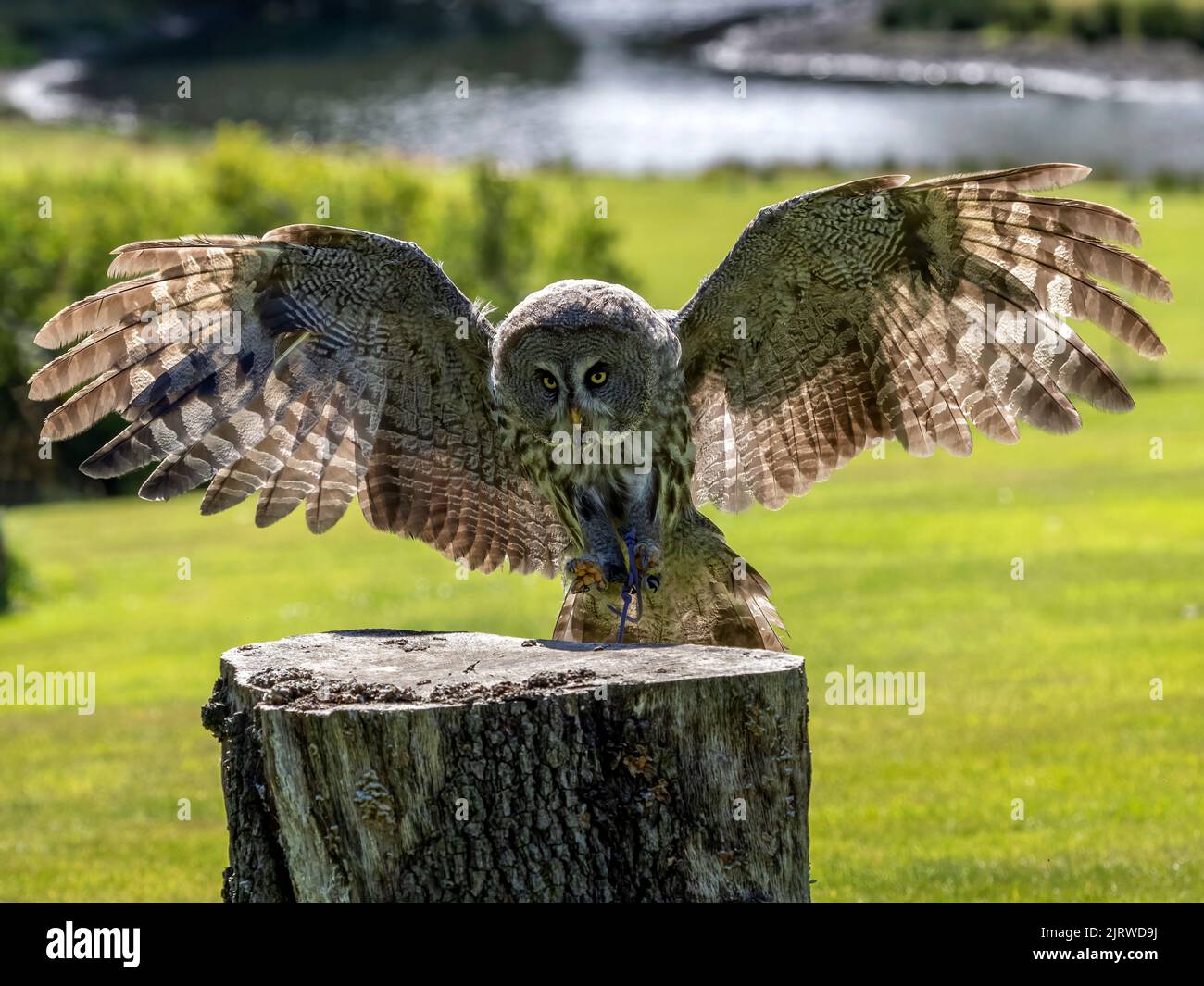 Great Grey Owl Stock Photo - Alamy