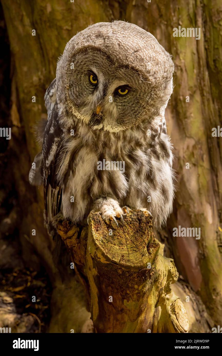 Male great grey owl hi-res stock photography and images - Alamy