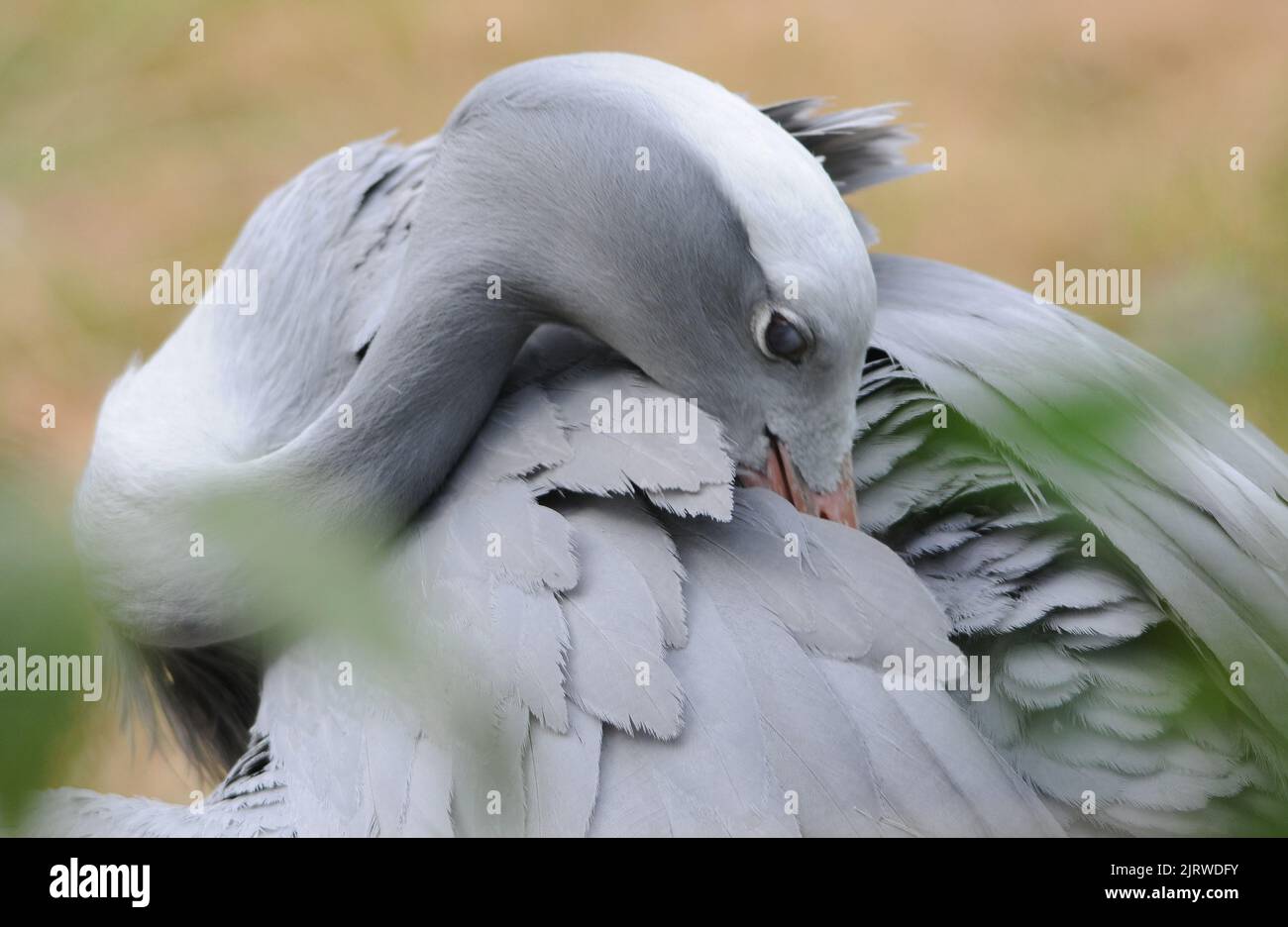 STANLEY CRANE, BIRDWORLD, FARNHAM, SURREY PIC MIKE WALKER 2022 Stock ...