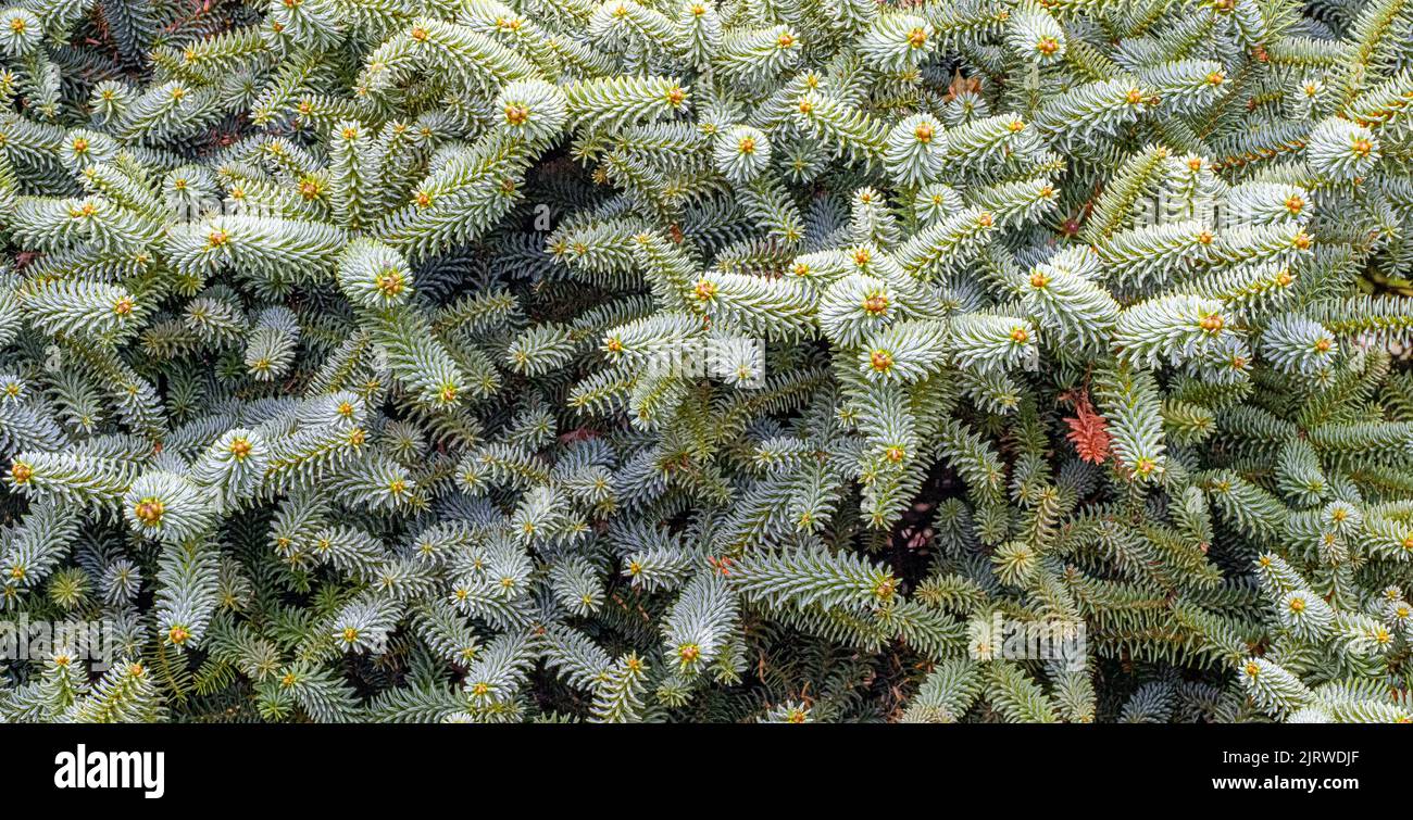 Beautiful Ornamental Silver-Blue Fir tree detail in a garden in Denmark ...