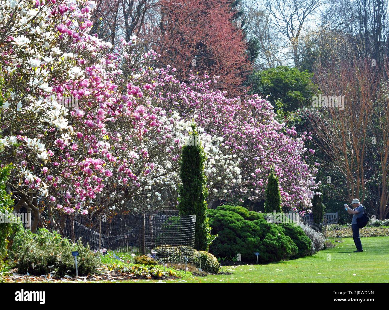 SPRING IN ALL ITS GLORY. THESE MAGNIFICENT MAGNOLIAS IN FULL BLOOM AT ...