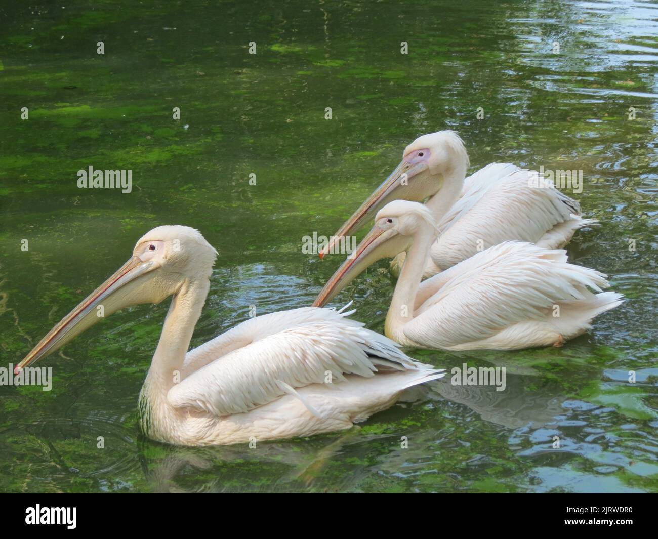 The three pelicans swimming in the lake Stock Photo - Alamy