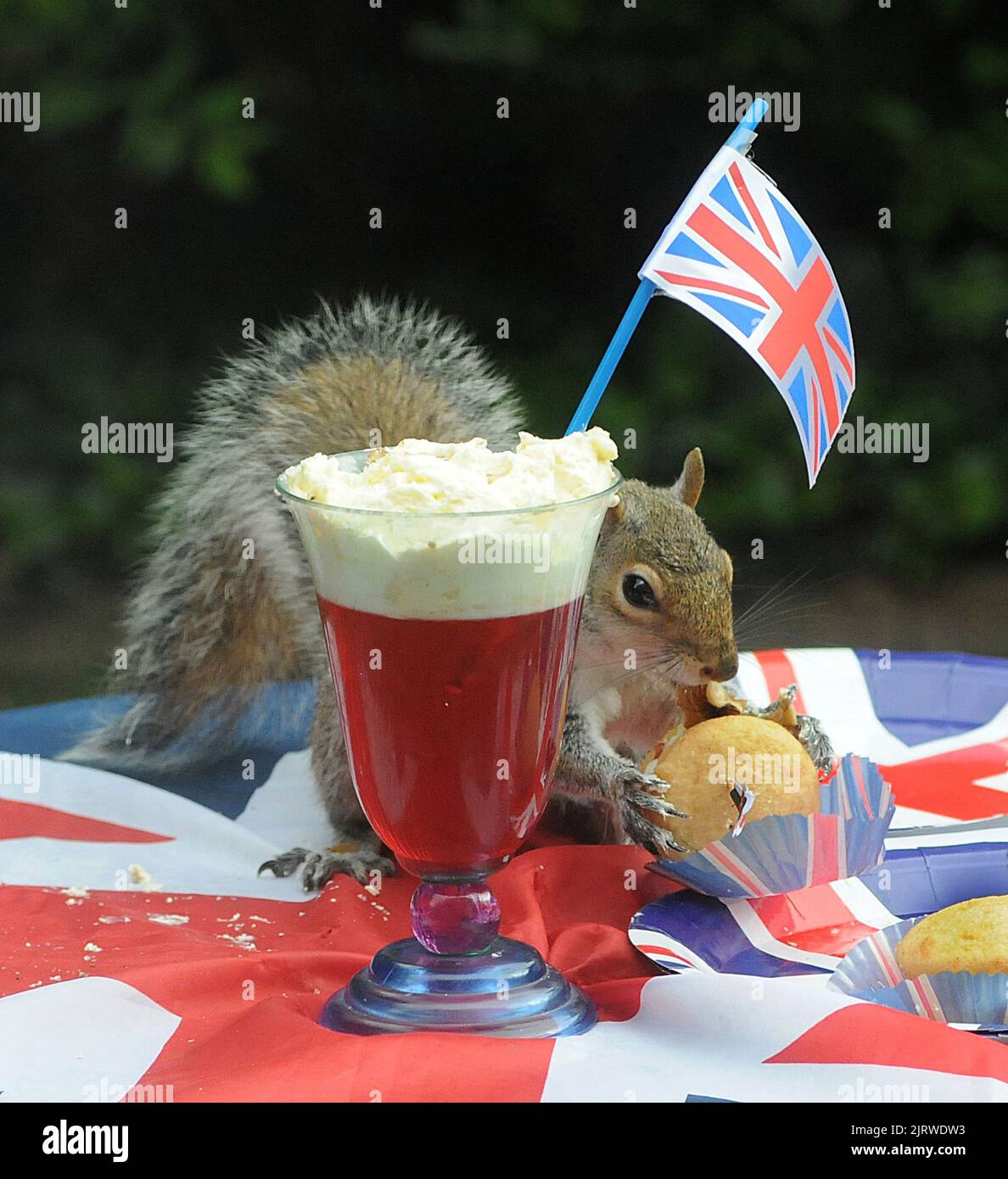A CHEEKY GREY SQUIRREL TUCKS INTO TRIFLE AND SPONGE CAKES LEFT OVER ...