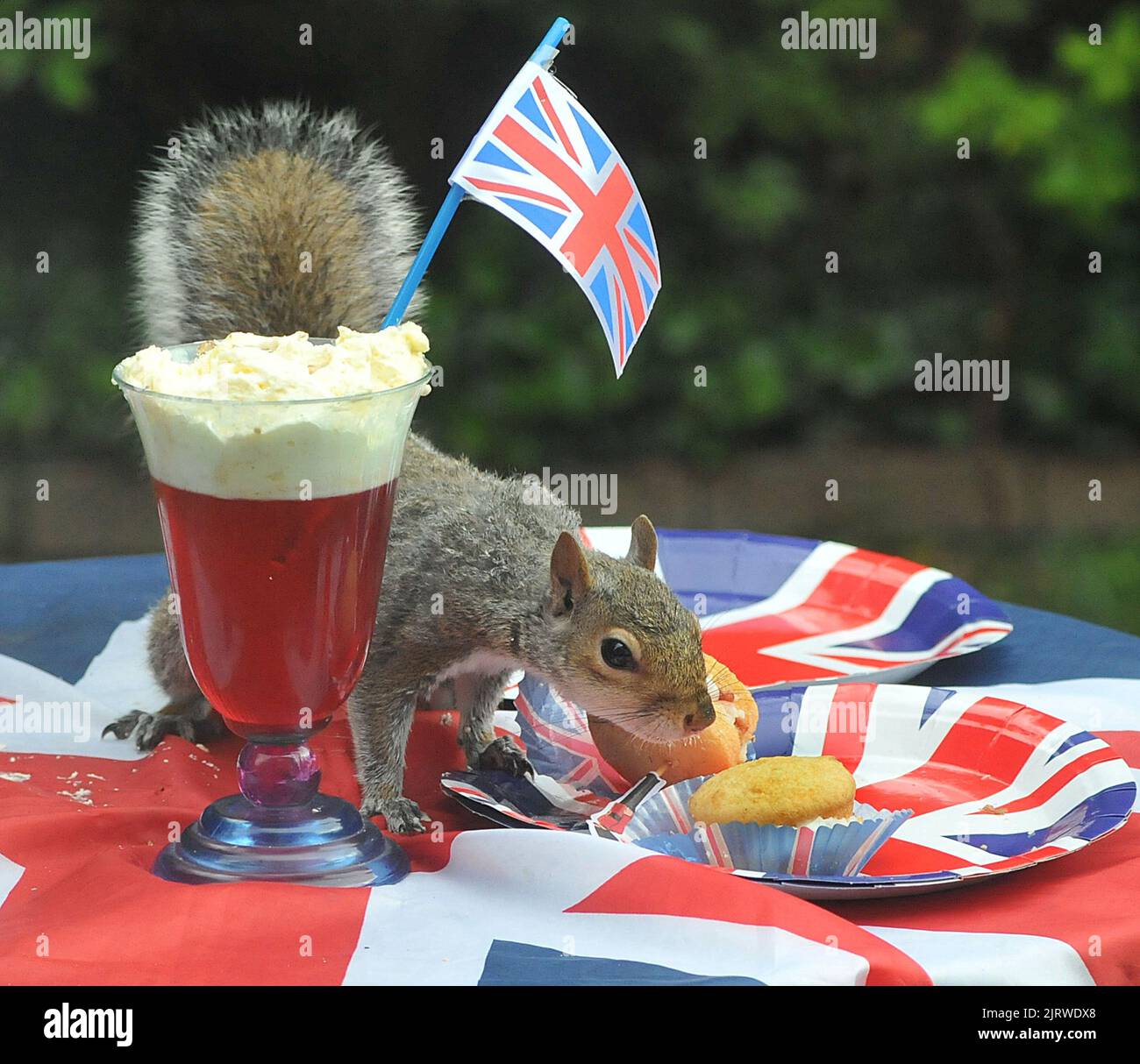 A CHEEKY GREY SQUIRREL TUCKS INTO TRIFLE AND SPONGE CAKES LEFT OVER ...