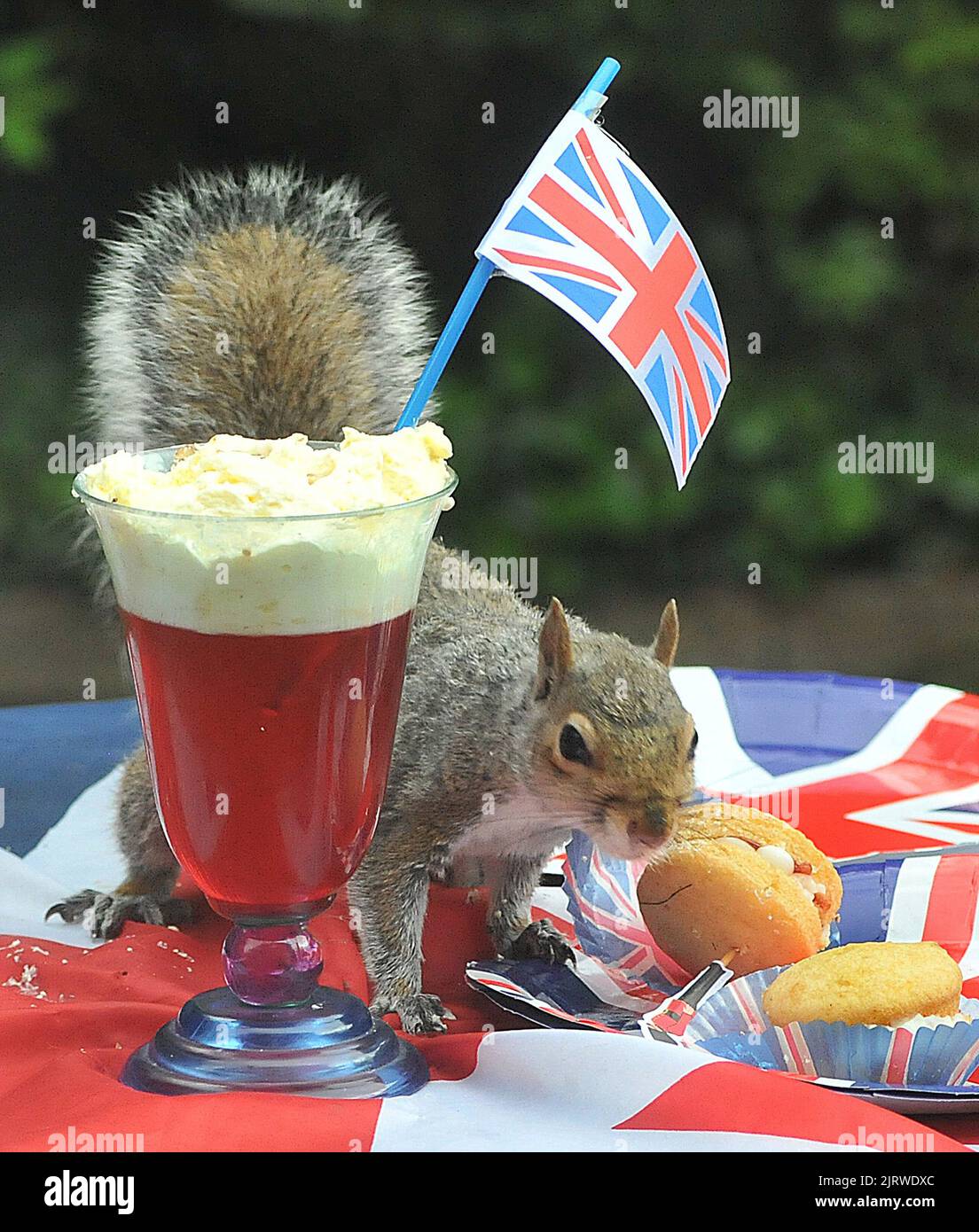 A CHEEKY GREY SQUIRREL TUCKS INTO TRIFLE AND SPONGE CAKES LEFT OVER ...