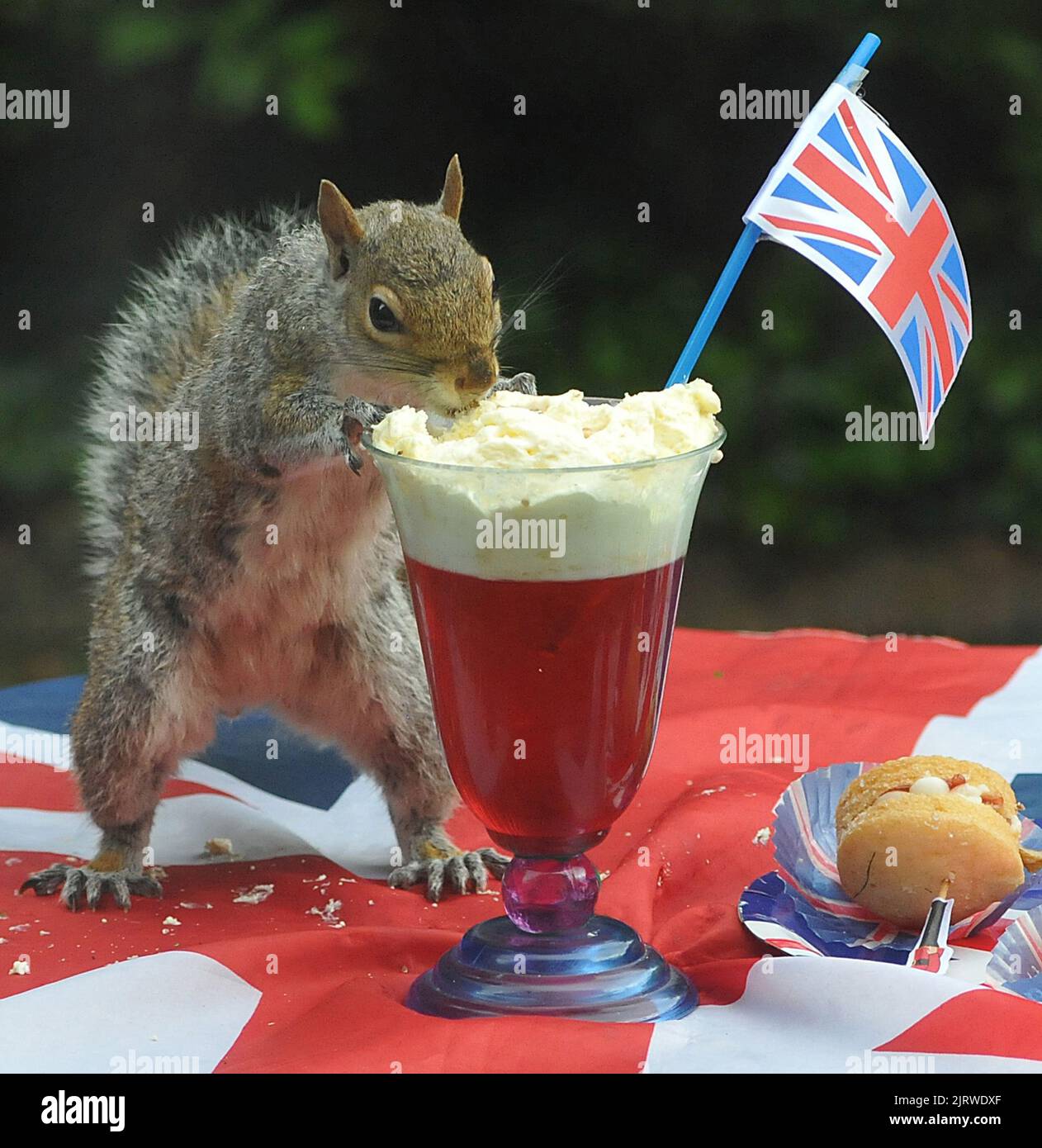A CHEEKY GREY SQUIRREL TUCKS INTO TRIFLE AND SPONGE CAKES LEFT OVER ...