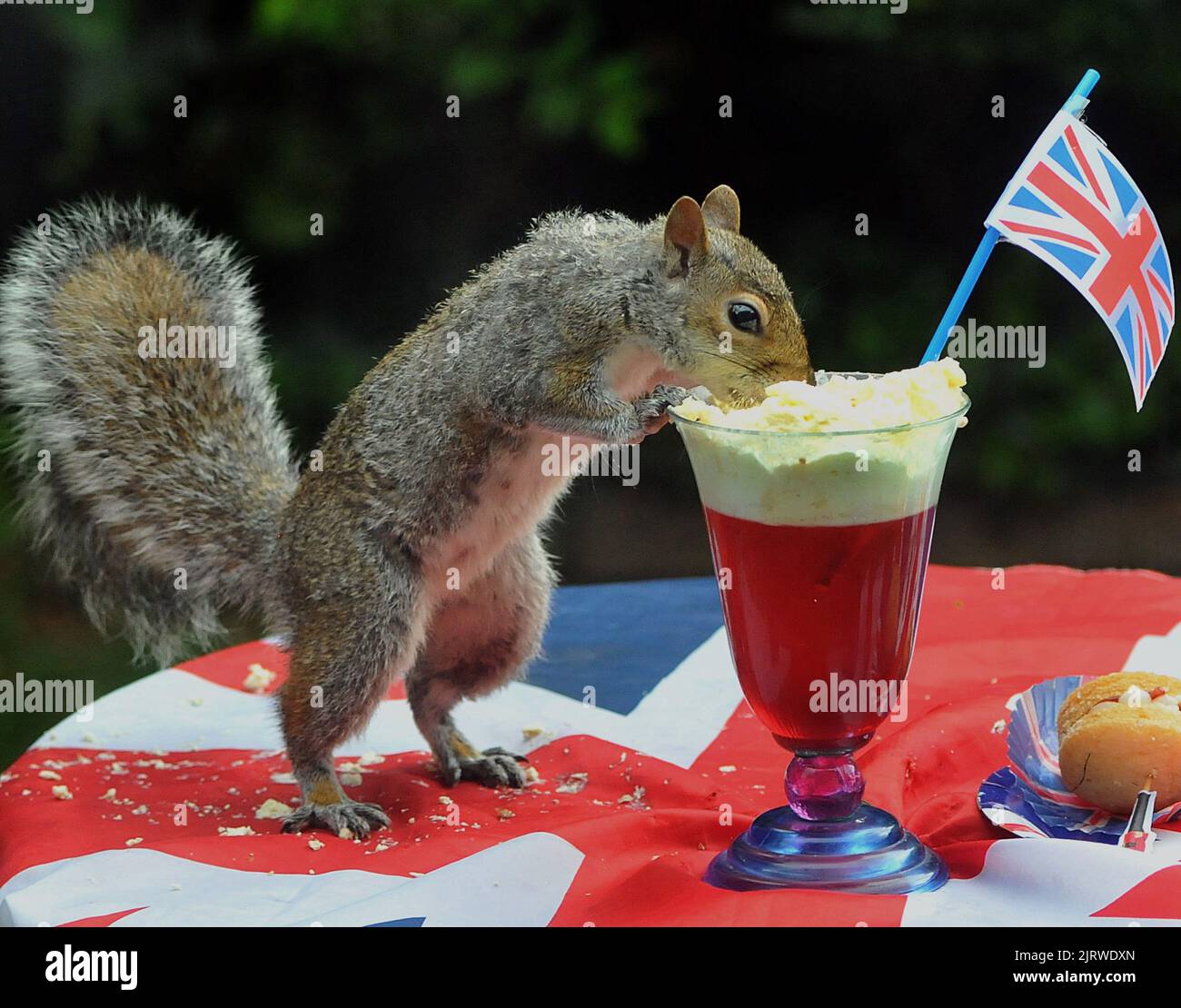 A CHEEKY GREY SQUIRREL TUCKS INTO TRIFLE AND SPONGE CAKES LEFT OVER ...