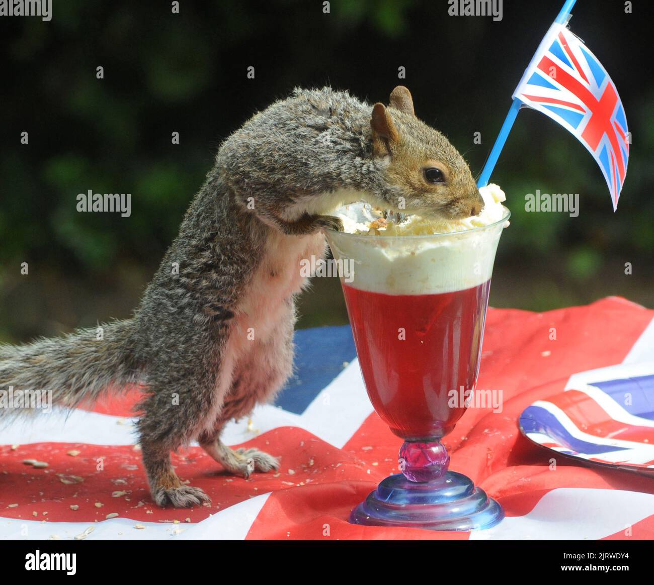 A CHEEKY GREY SQUIRREL TUCKS INTO TRIFLE AND SPONGE CAKES LEFT OVER ...