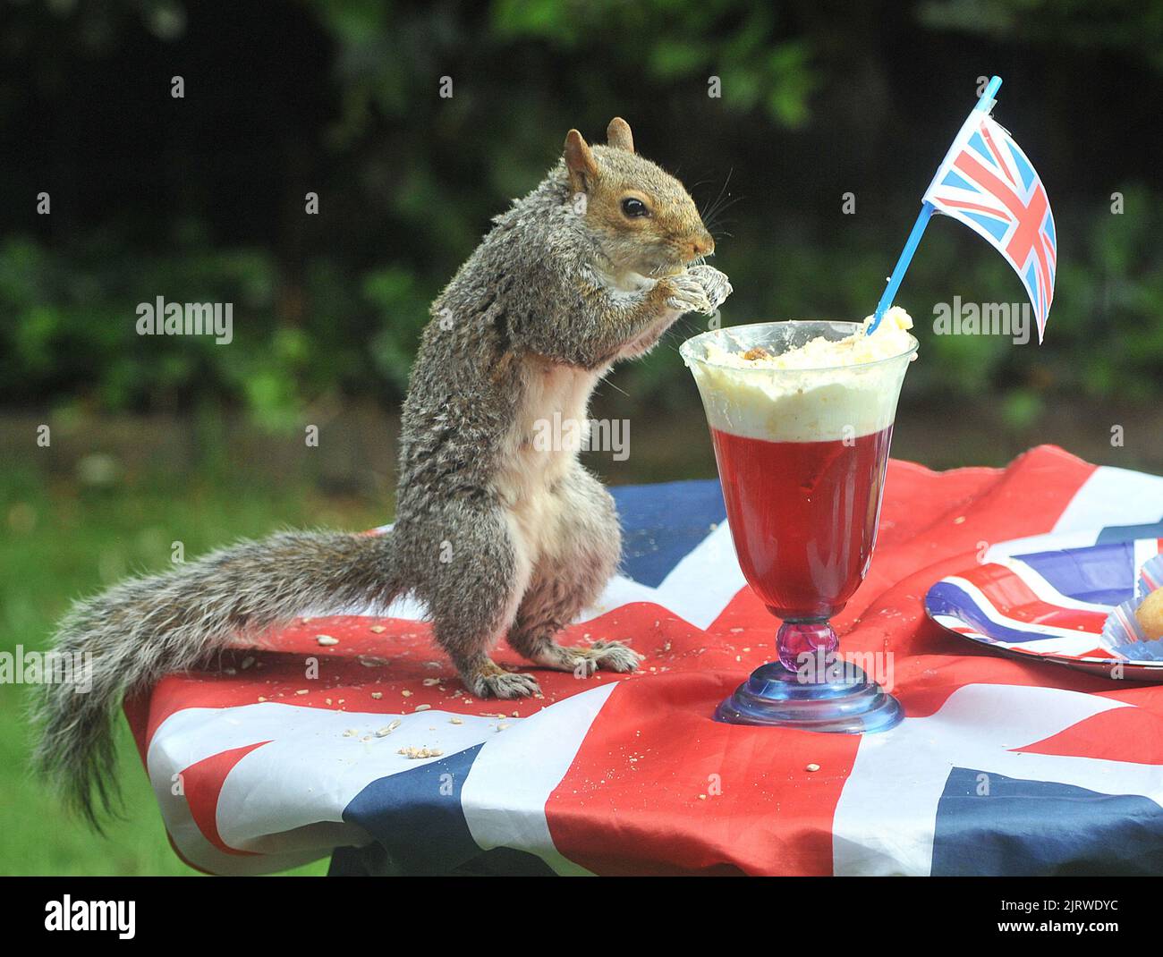 A CHEEKY GREY SQUIRREL TUCKS INTO TRIFLE AND SPONGE CAKES LEFT OVER ...