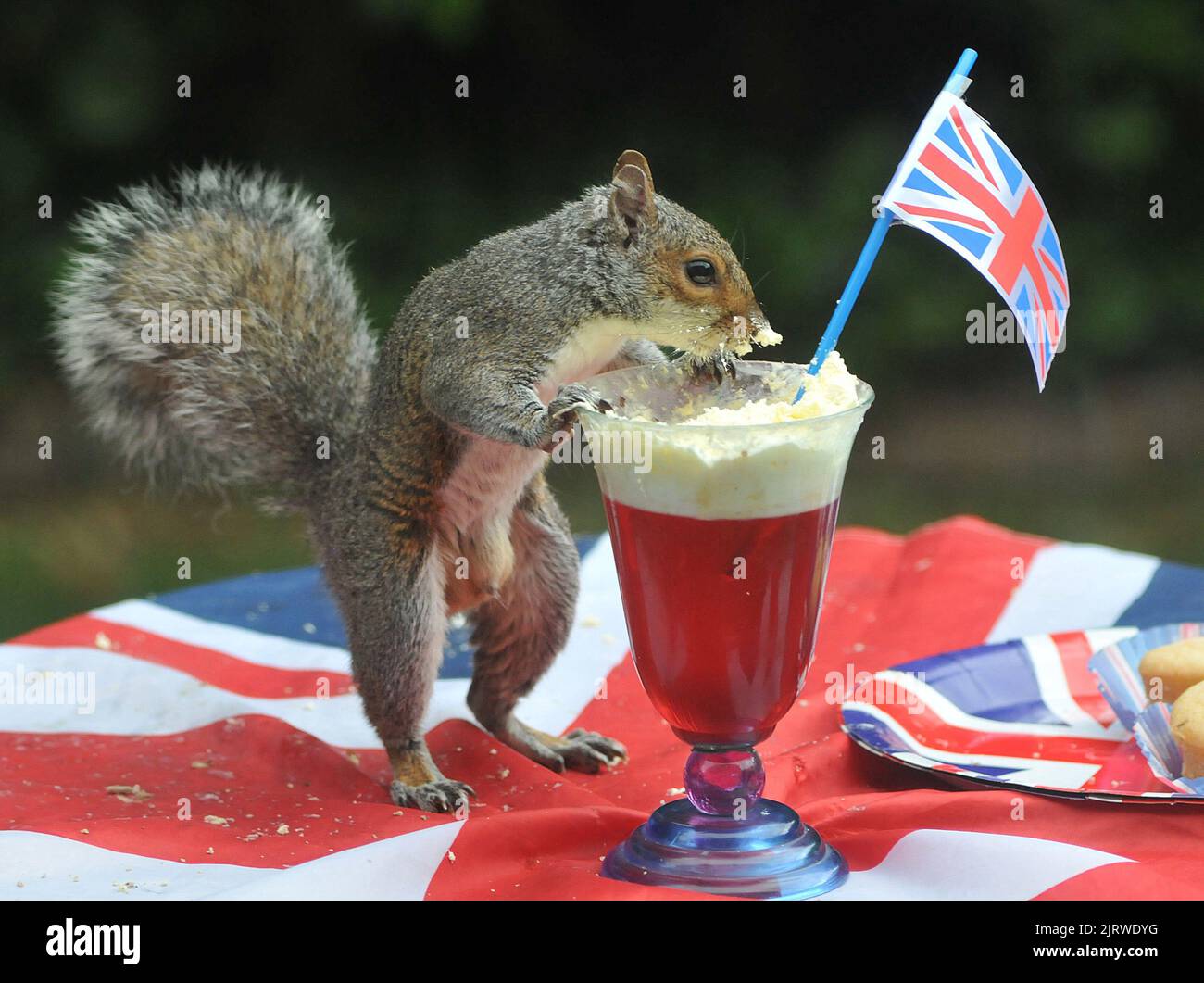 A CHEEKY GREY SQUIRREL TUCKS INTO TRIFLE AND SPONGE CAKES LEFT OVER ...