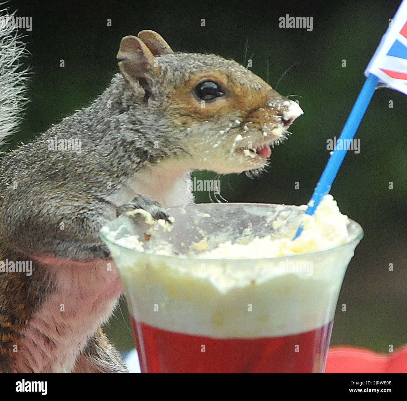 A CHEEKY GREY SQUIRREL TUCKS INTO TRIFLE AND SPONGE CAKES LEFT OVER ...