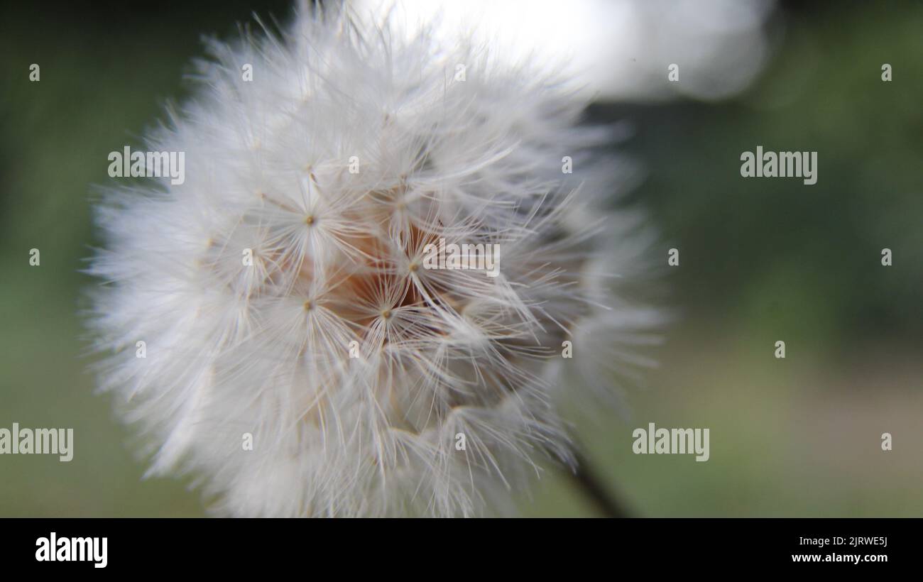 Macrocamera hi-res stock photography and images - Alamy