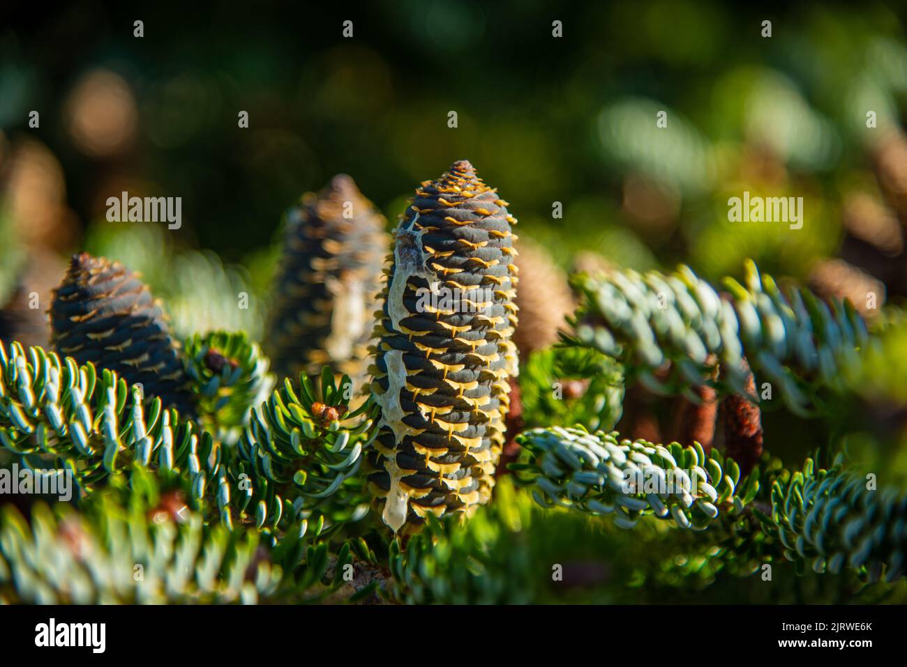 Young White Spruce Cones, Conifer cones on a natural background Stock Photo - Alamy