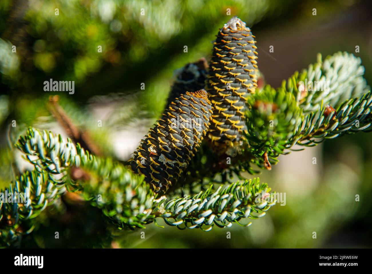 Young White Spruce Cones, Conifer cones on a natural background Stock Photo - Alamy