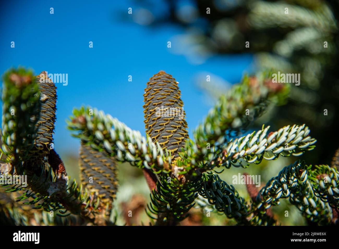 Young White Spruce Cones, Conifer cones on a natural background Stock ...
