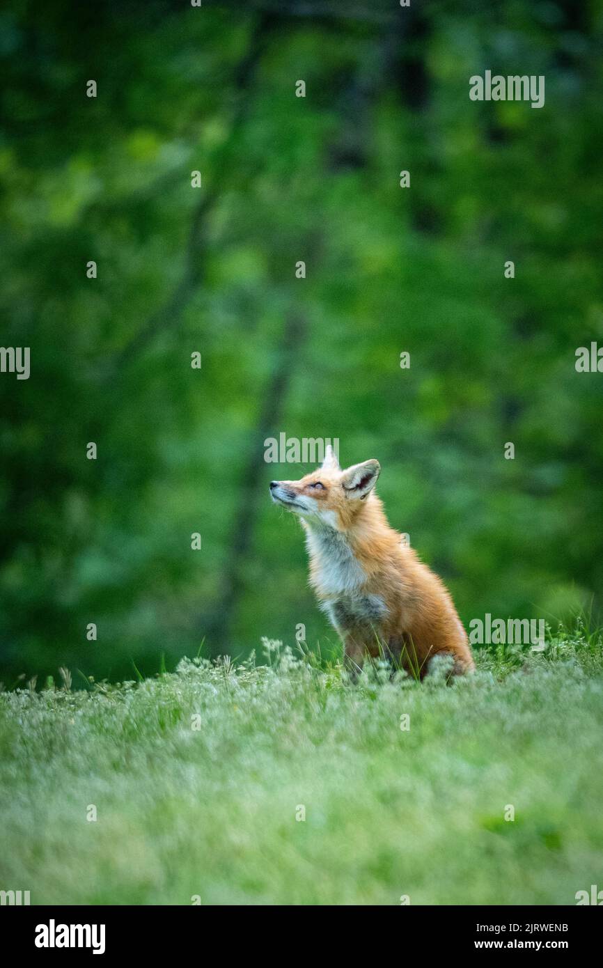 A ground level closeup shot of a red fox (Vulpes vulpes) in a forest ...
