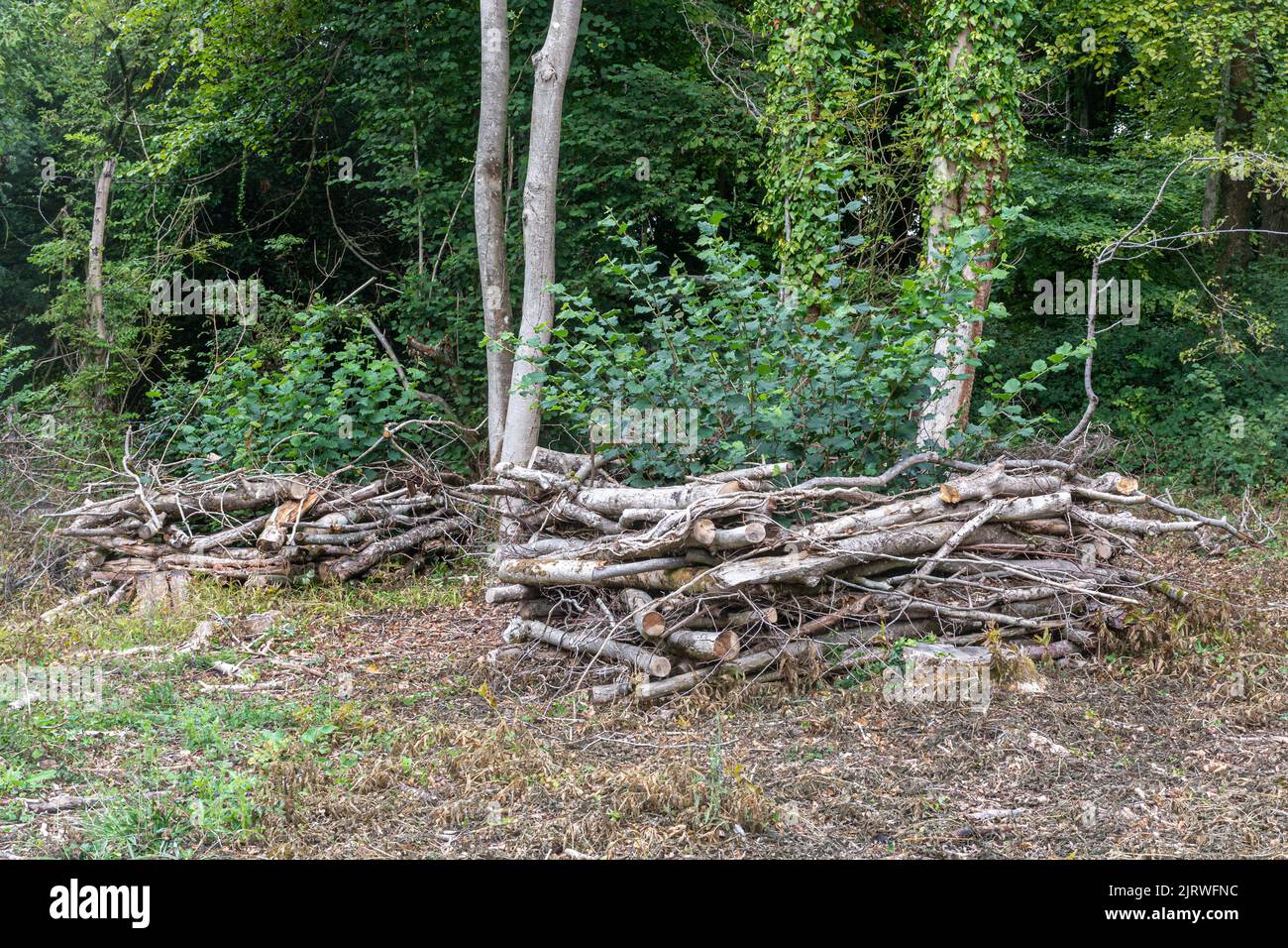 Coppicing hi-res stock photography and images - Alamy