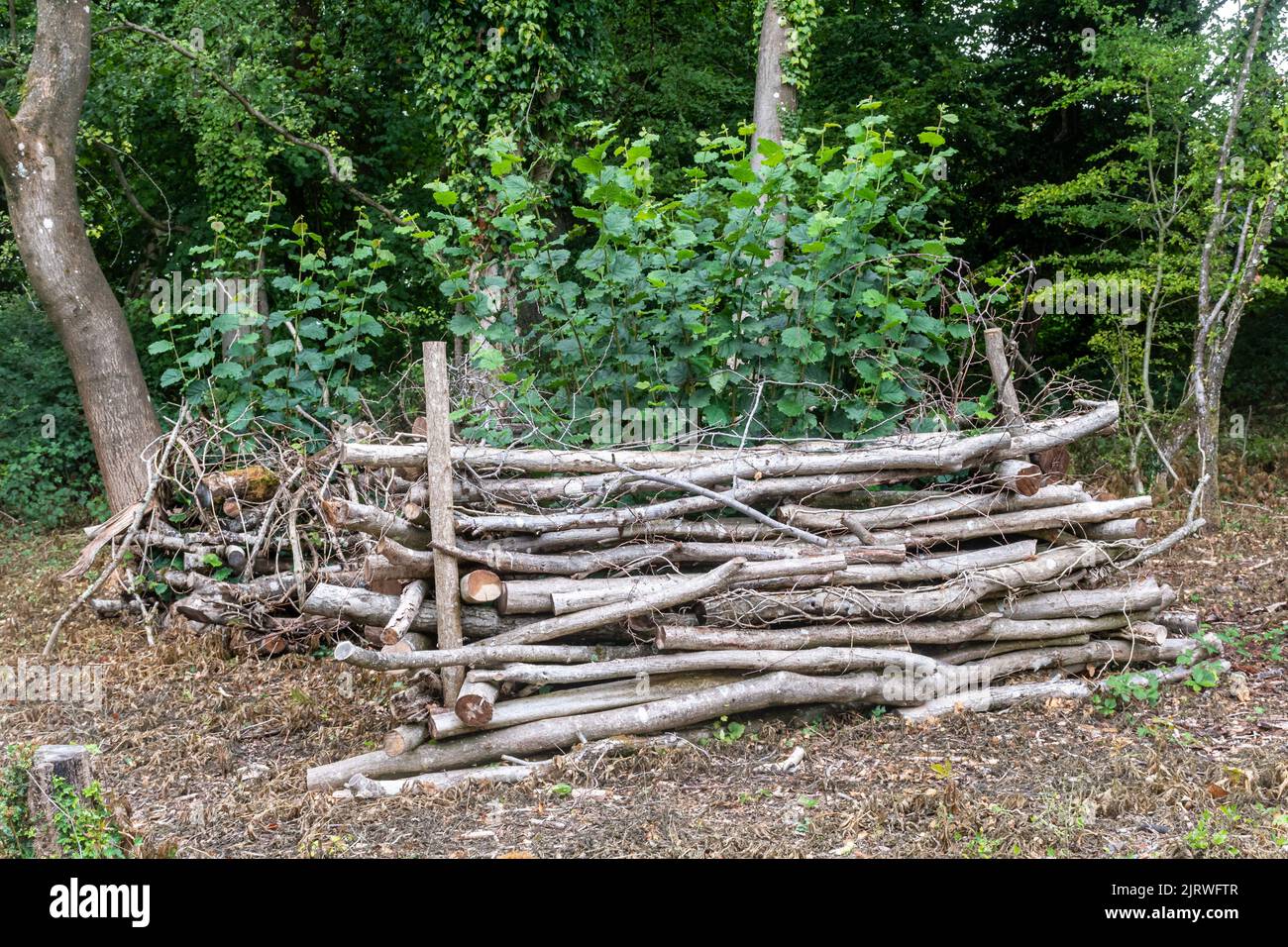 Coppicing hi-res stock photography and images - Alamy