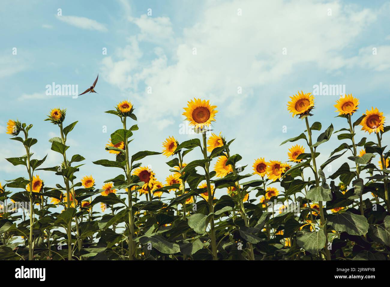Field of sunflowers in bloom during a clear summer day Stock Photo - Alamy