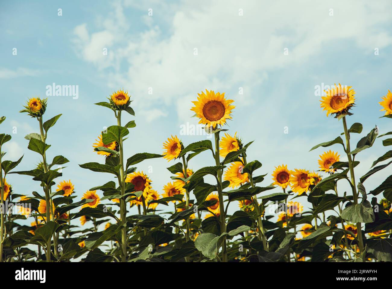 Field of sunflowers in bloom during a clear summer day Stock Photo - Alamy