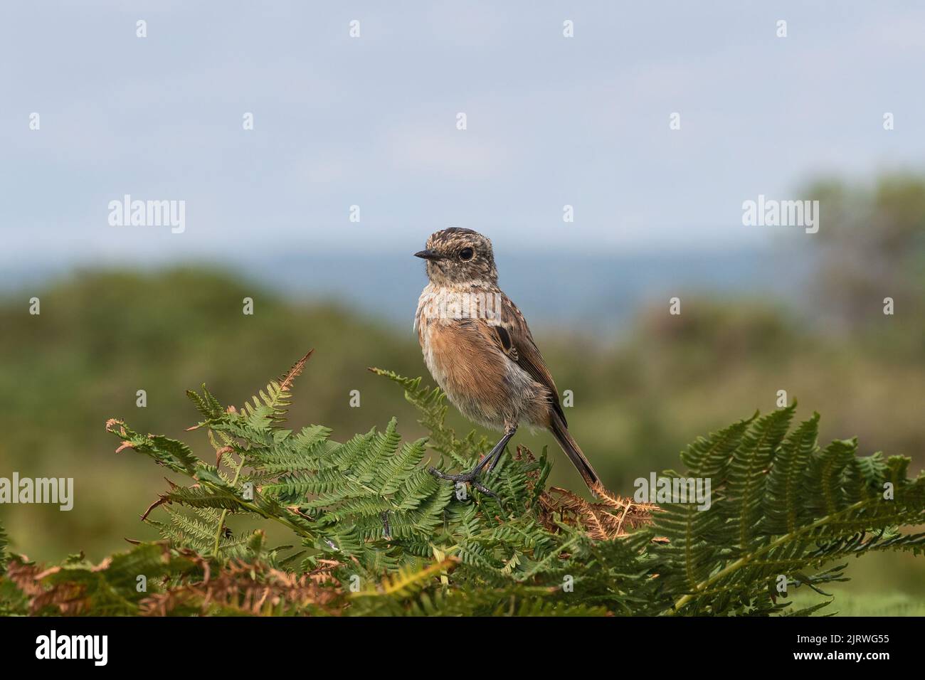 Stonechat on bracken hi-res stock photography and images - Alamy