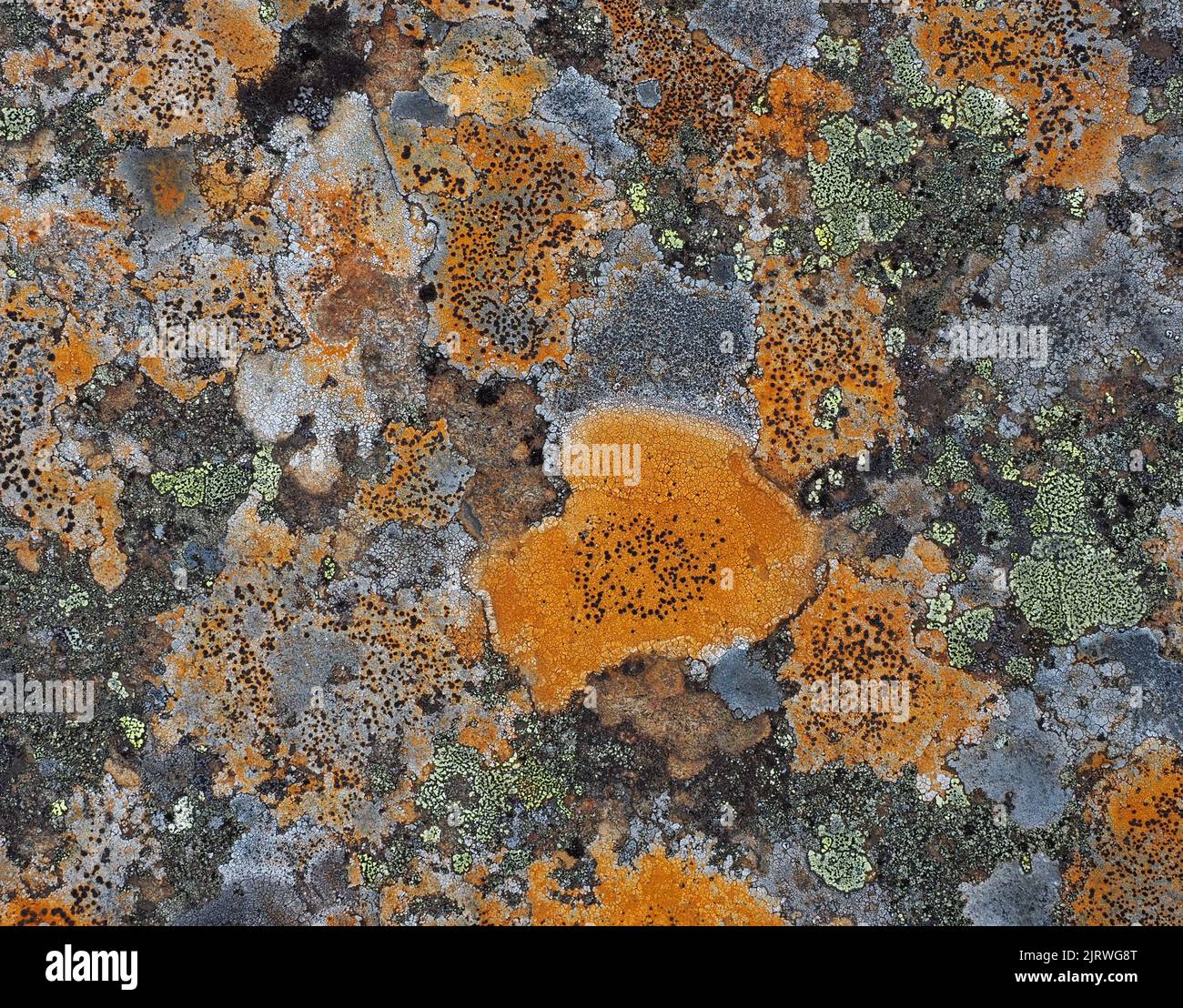 Colourful community of lichens of several species on rocks in the ...