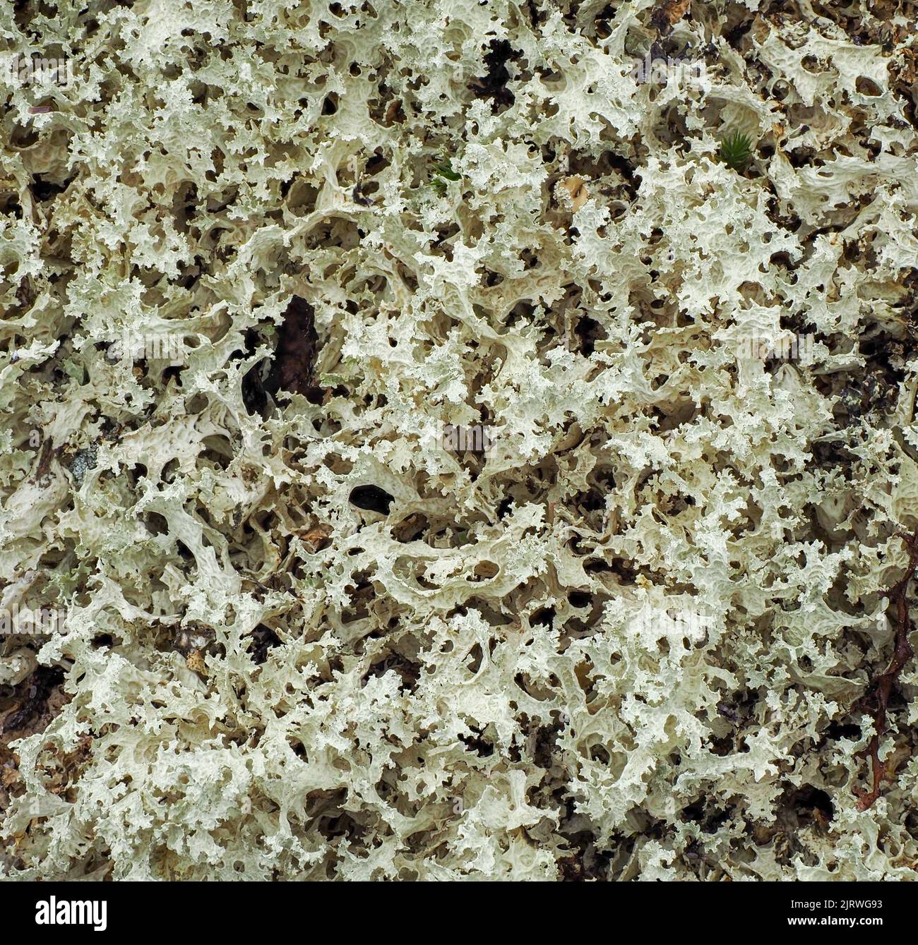Reindeer moss lichen species hi-res stock photography and images - Alamy