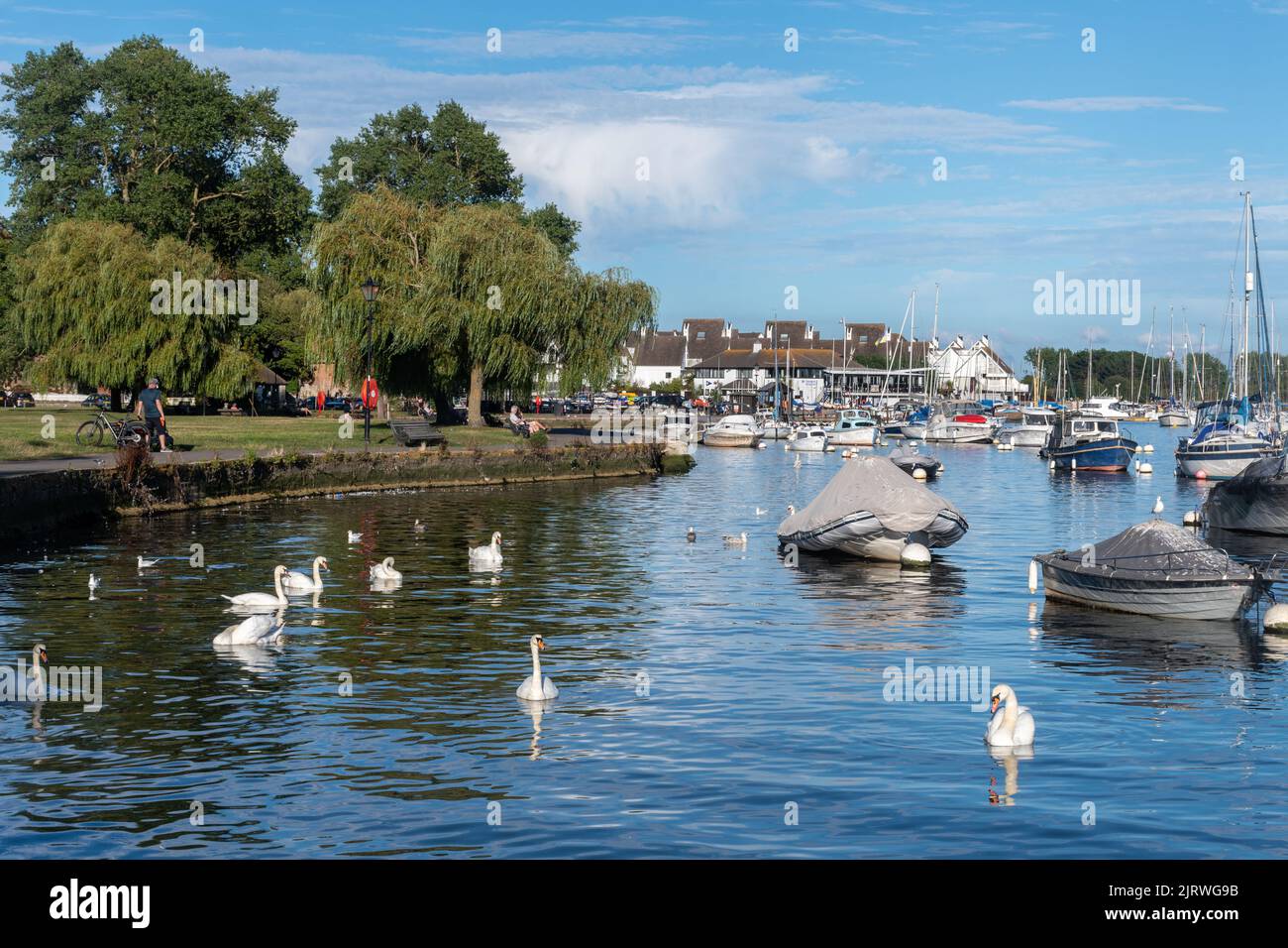 Boats and swans on the River Stour in Christchurch, Dorset, England, UK ...