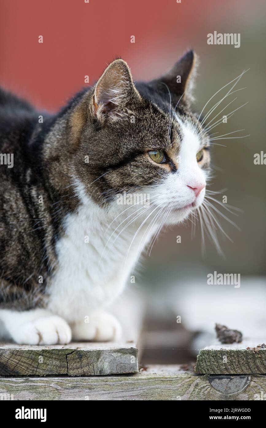 Cute Cat waiting on something Stock Photo - Alamy