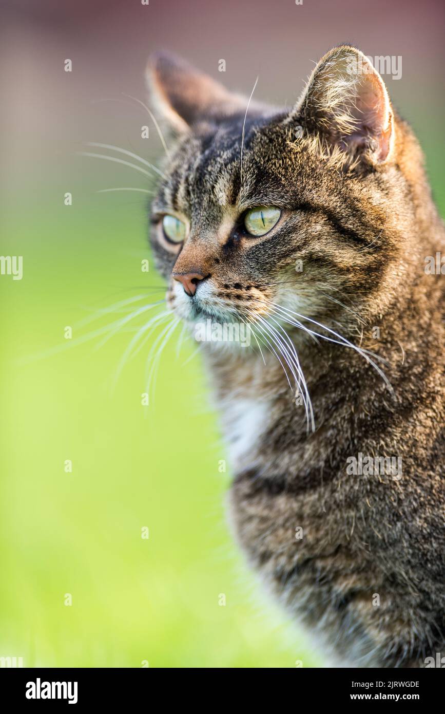 Cute Cat waiting on something Stock Photo - Alamy